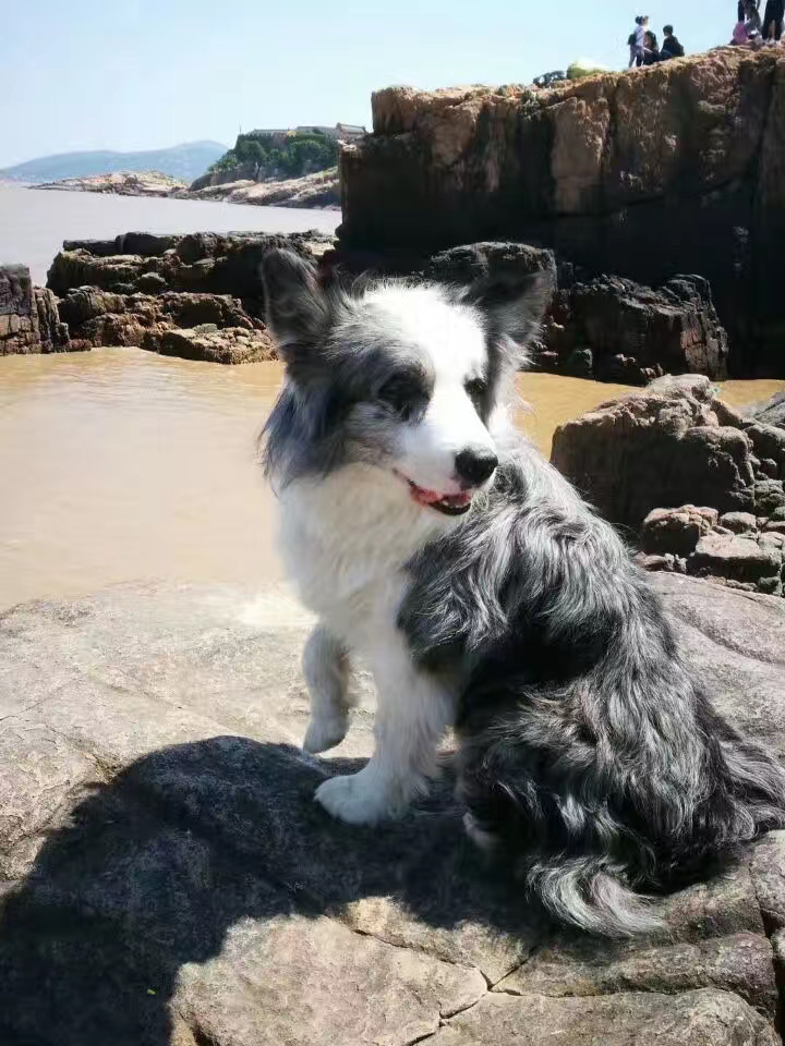 许愿看看大伙的狗子 NGA玩家社区