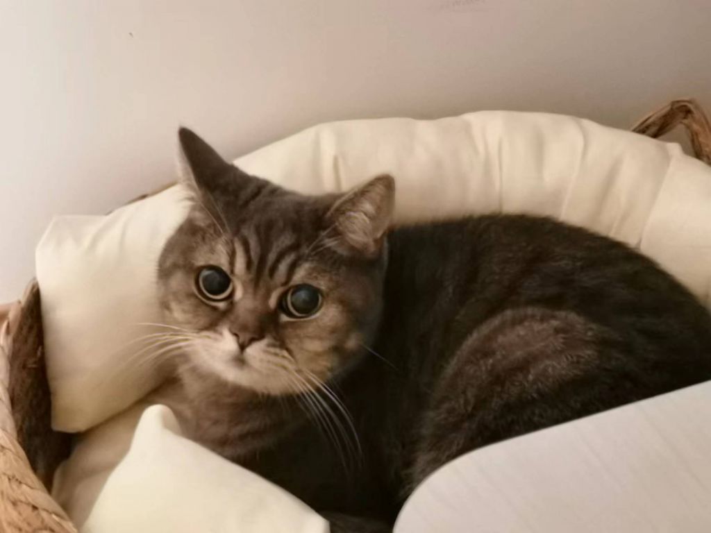 [国际赛事]其实the shy就是决赛送了大的…… NGA玩家社区