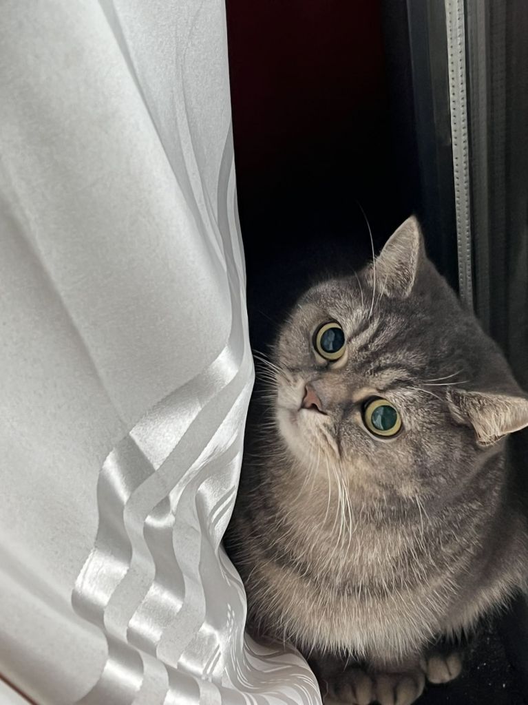 [国际赛事]其实the shy就是决赛送了大的…… NGA玩家社区