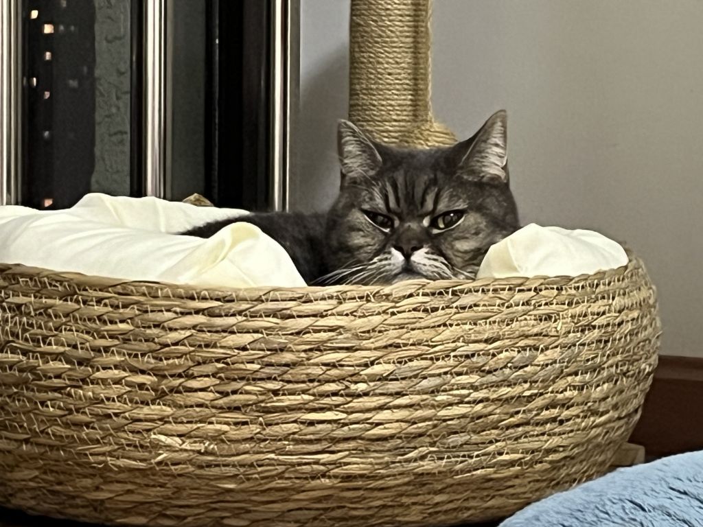 [国际赛事]其实the shy就是决赛送了大的…… NGA玩家社区