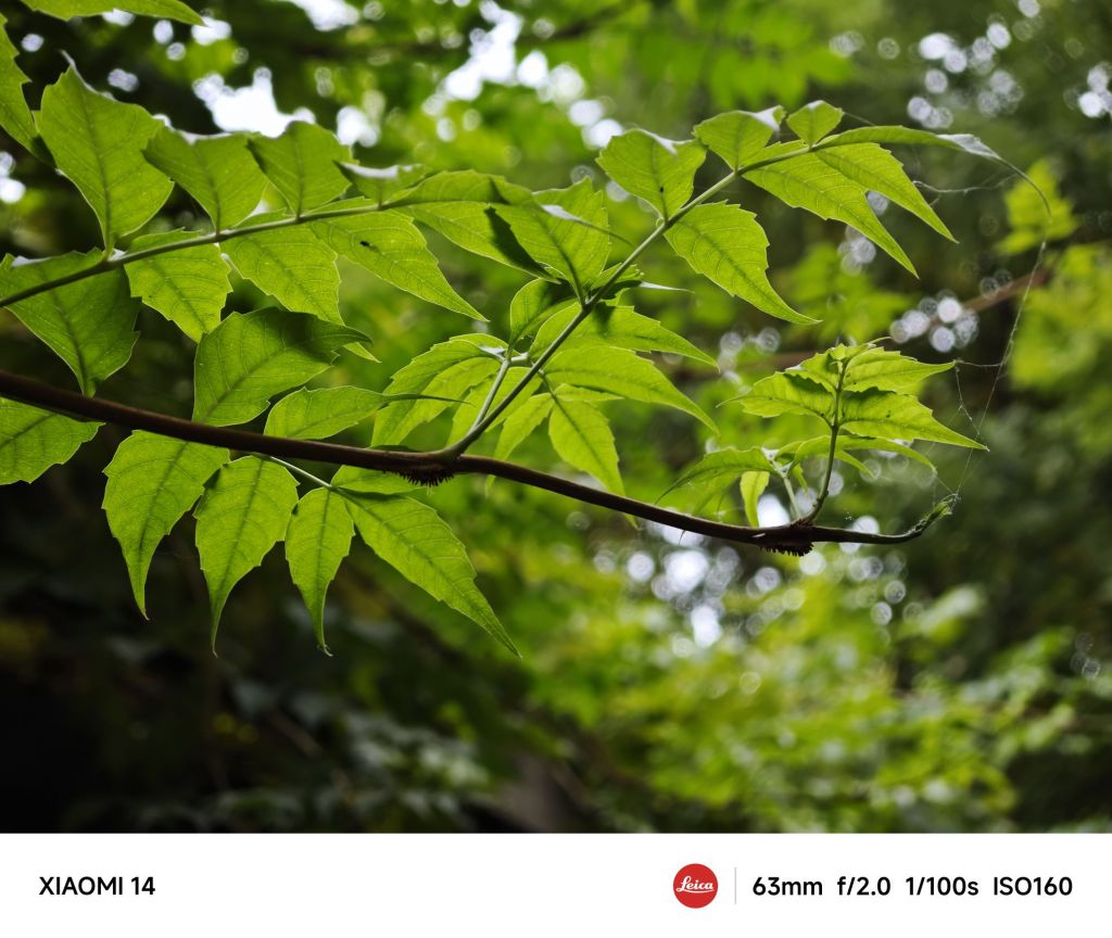 我致远星了，原来华为没有徕卡了！？那么拍照的话小米14p和mate60p哪个好 NGA玩家社区