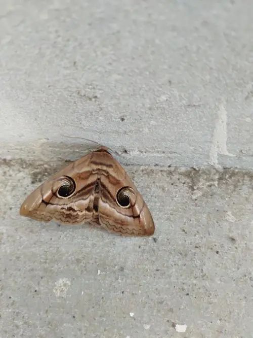 [同人][mygo][MyGO][MyGO同人氵][超高强度OOC]Spirama Retorta(2/n) NGA玩家社区