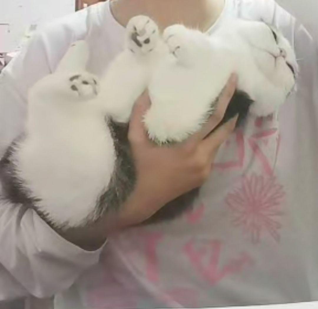 npy真好啊(*/_\*) NGA玩家社区