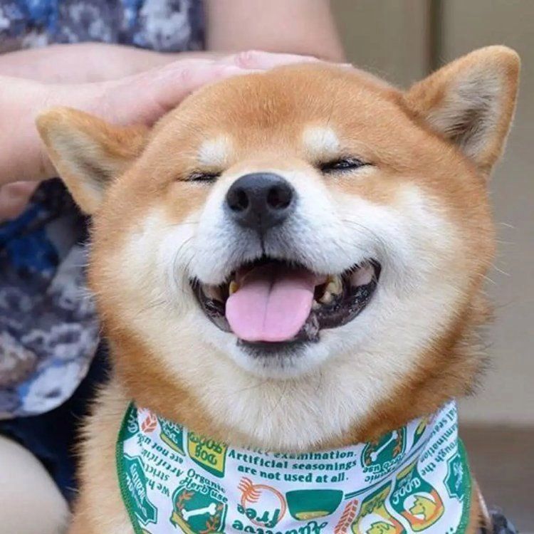 [芙莉莲氵]看新OP我突然有一个疑惑 178