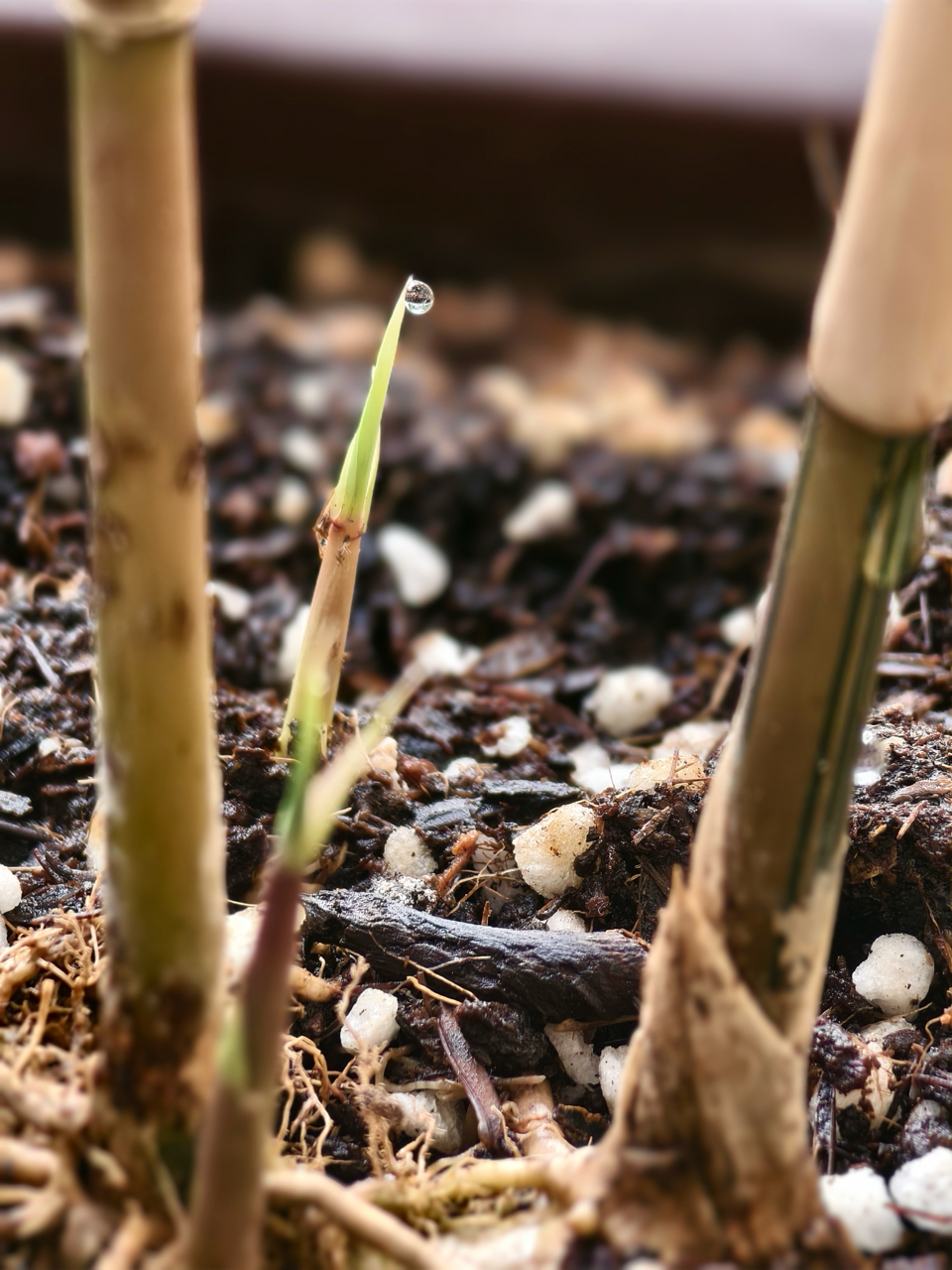 x100pro拍照怎么设置才好看啊。。 NGA玩家社区