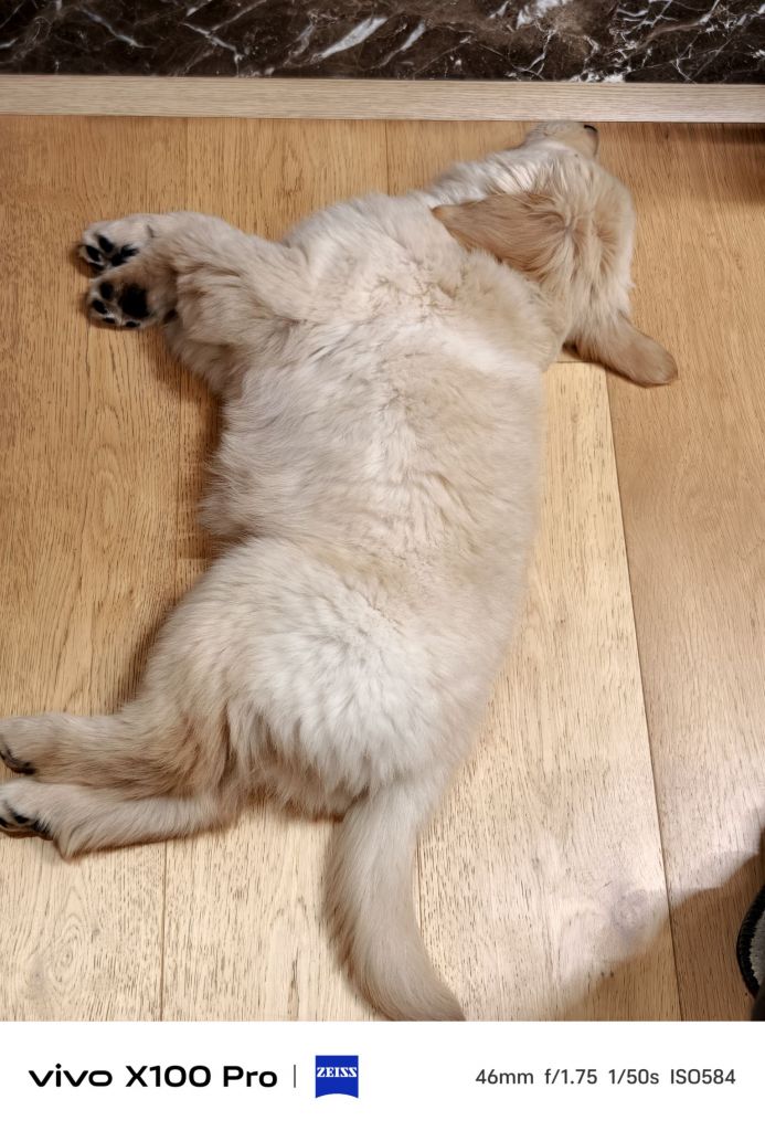 同样拍我家狗子，x100p 比米 13pro 好看一些 NGA玩家社区