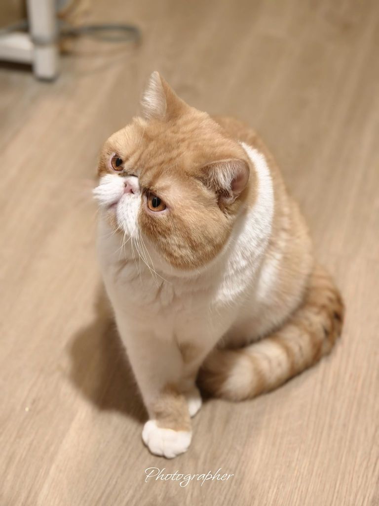 同样拍我家狗子，x100p 比米 13pro 好看一些 NGA玩家社区