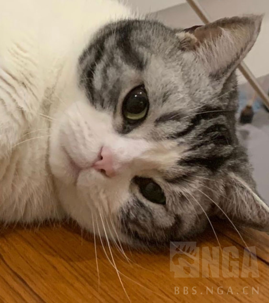 快快快，我要看qq哥的群聊骚话 NGA玩家社区