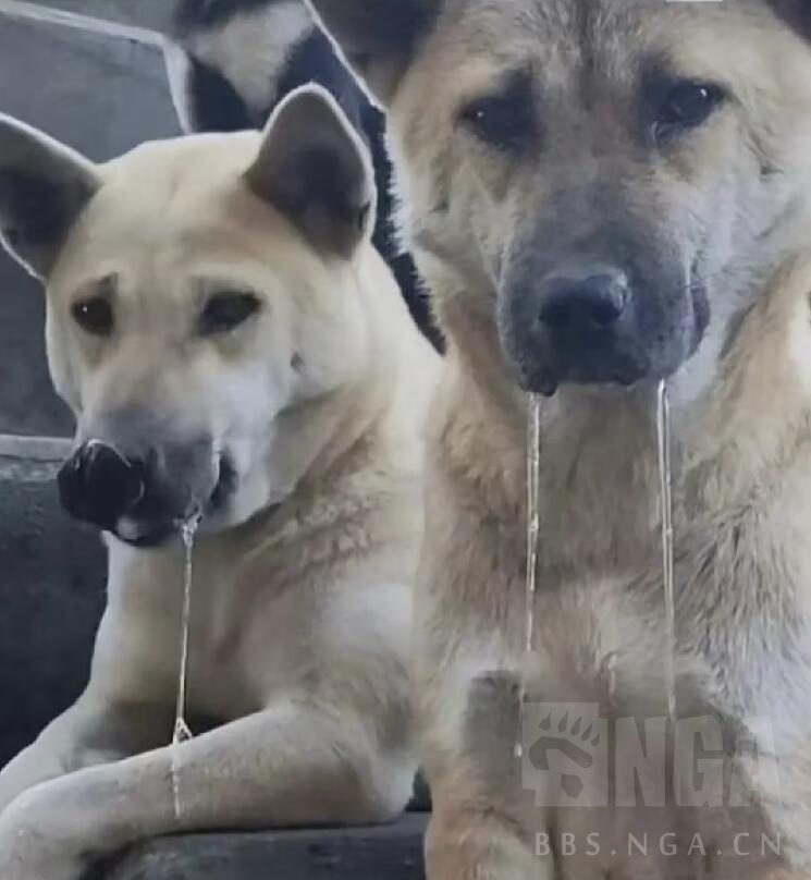 [本赛区赛事] GALA看了直接流泪 NGA玩家社区