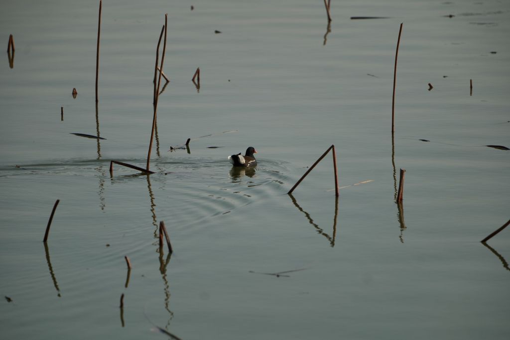 松下S5+70-300打鸟，一只也不认识 NGA玩家社区