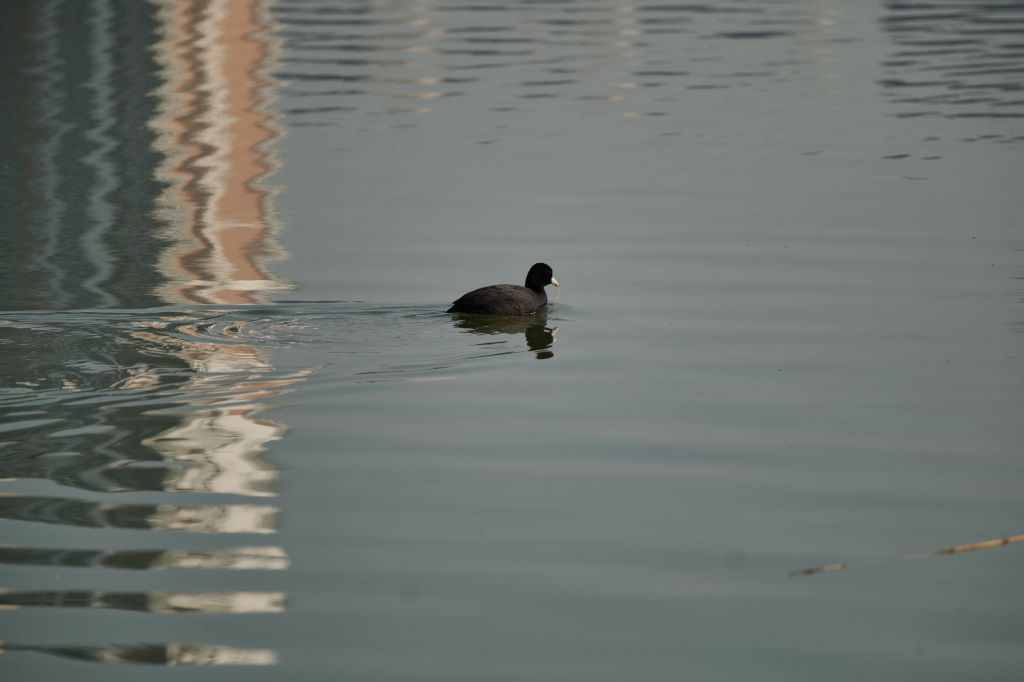松下S5+70-300打鸟，一只也不认识 NGA玩家社区
