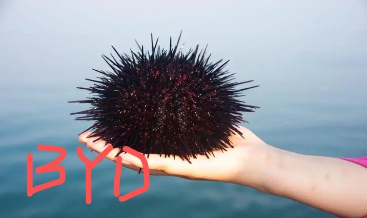 唐dmi荣耀提车防一血 178