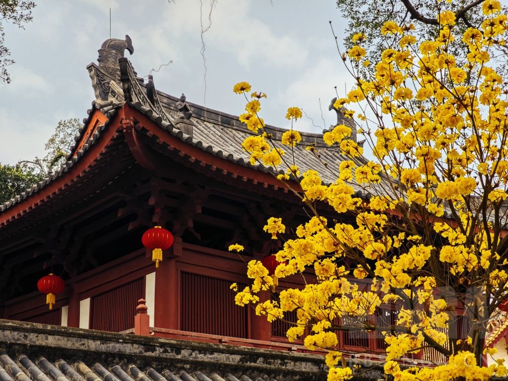 假期最后一天，x100直出几张花花 NGA玩家社区