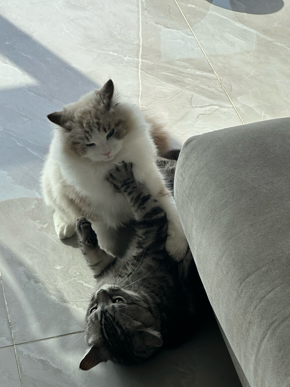 布偶猫油尾巴相关，有没有好用的宠物沐浴露推荐(多图晒猫 NGA玩家社区