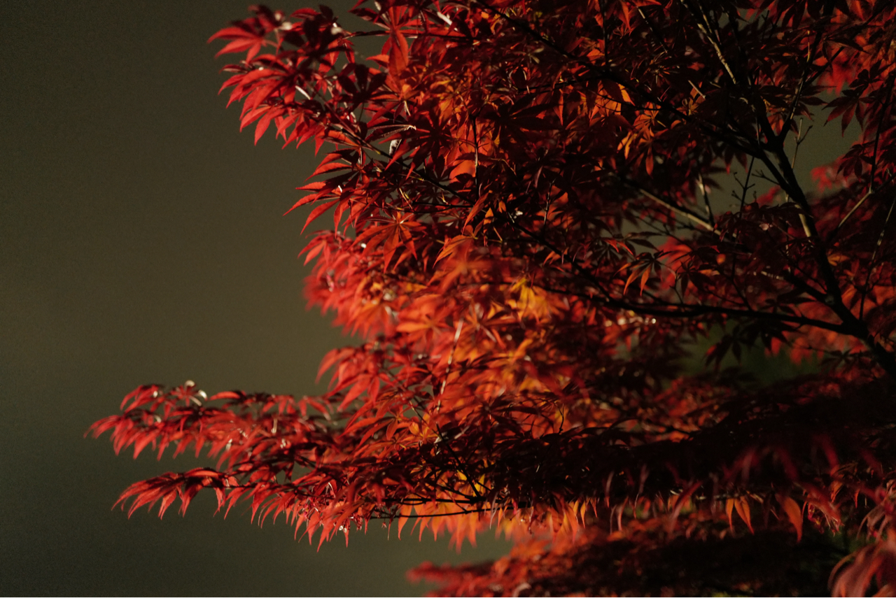 徕卡q2的高感也太牛了 NGA玩家社区