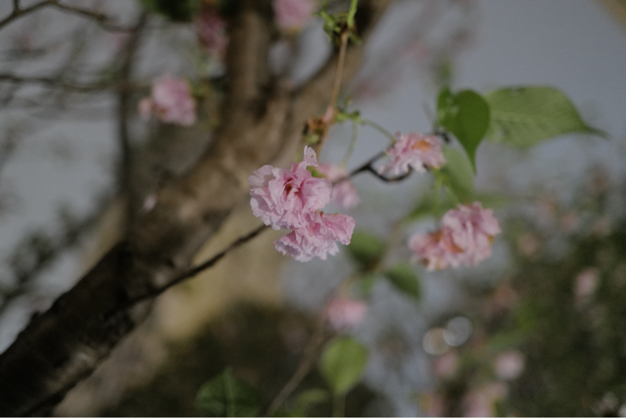 徕卡q2的高感也太牛了 NGA玩家社区