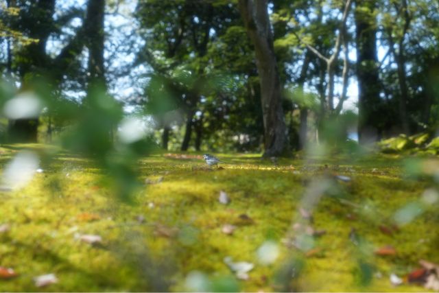 小白新买的a7c2+腾龙2875 记第一次打鸟 178