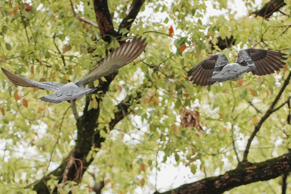 小白新买的a7c2+腾龙2875 记第一次打鸟 178