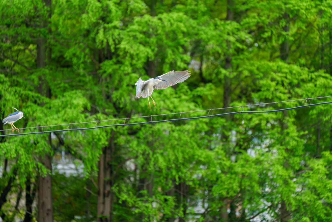 小白新买的a7c2+腾龙2875 记第一次拍鸟 NGA玩家社区