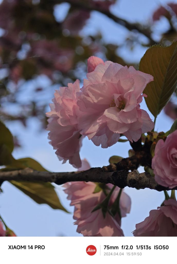 决赛圈二选一，小米14pro和荣耀200pro NGA玩家社区