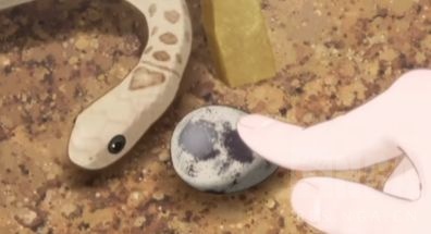 [GBC氵]TOMO在蛇蛇不吃蛋的情况下为什么还要用手干扰蛇蛇呢，这种情况下应该尽可能地静养吧 NGA玩家社区