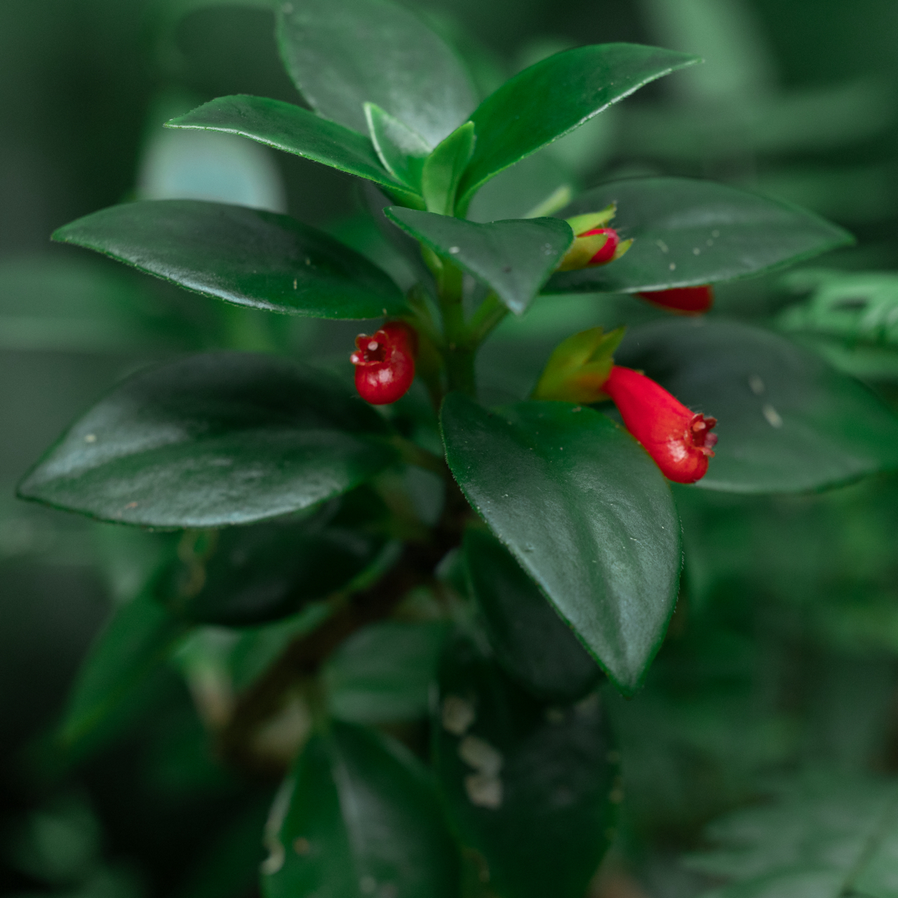 仙湖植物园小逛 Nga玩家社区