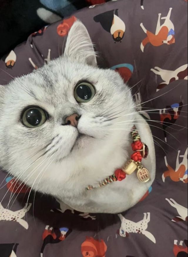 今天uld开了，各种宏管饱(dk、xd、lr、qs、zs、sm、dz、fs、ss) NGA玩家社区