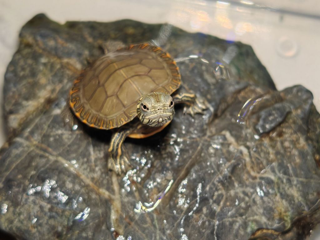 乌龟品种请教 NGA玩家社区