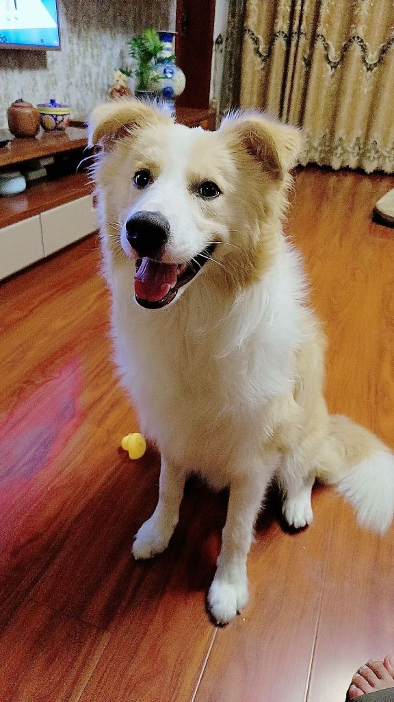 原来旁观角度看败犬情节和舔狗小故事那么开心 NGA玩家社区