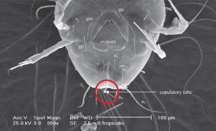 4i尿道play——螨虫 NGA玩家社区