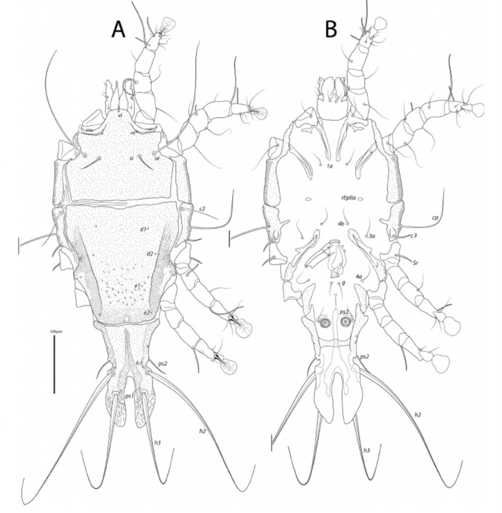 4i尿道play——螨虫 NGA玩家社区