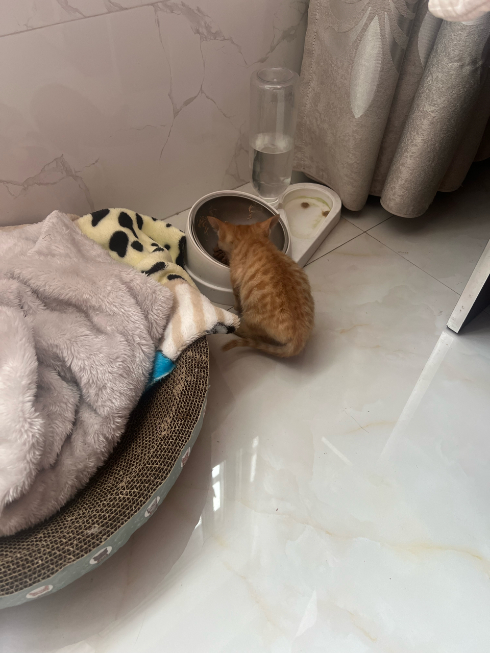 [晒猫氵]煤气罐养成计划day0 NGA玩家社区