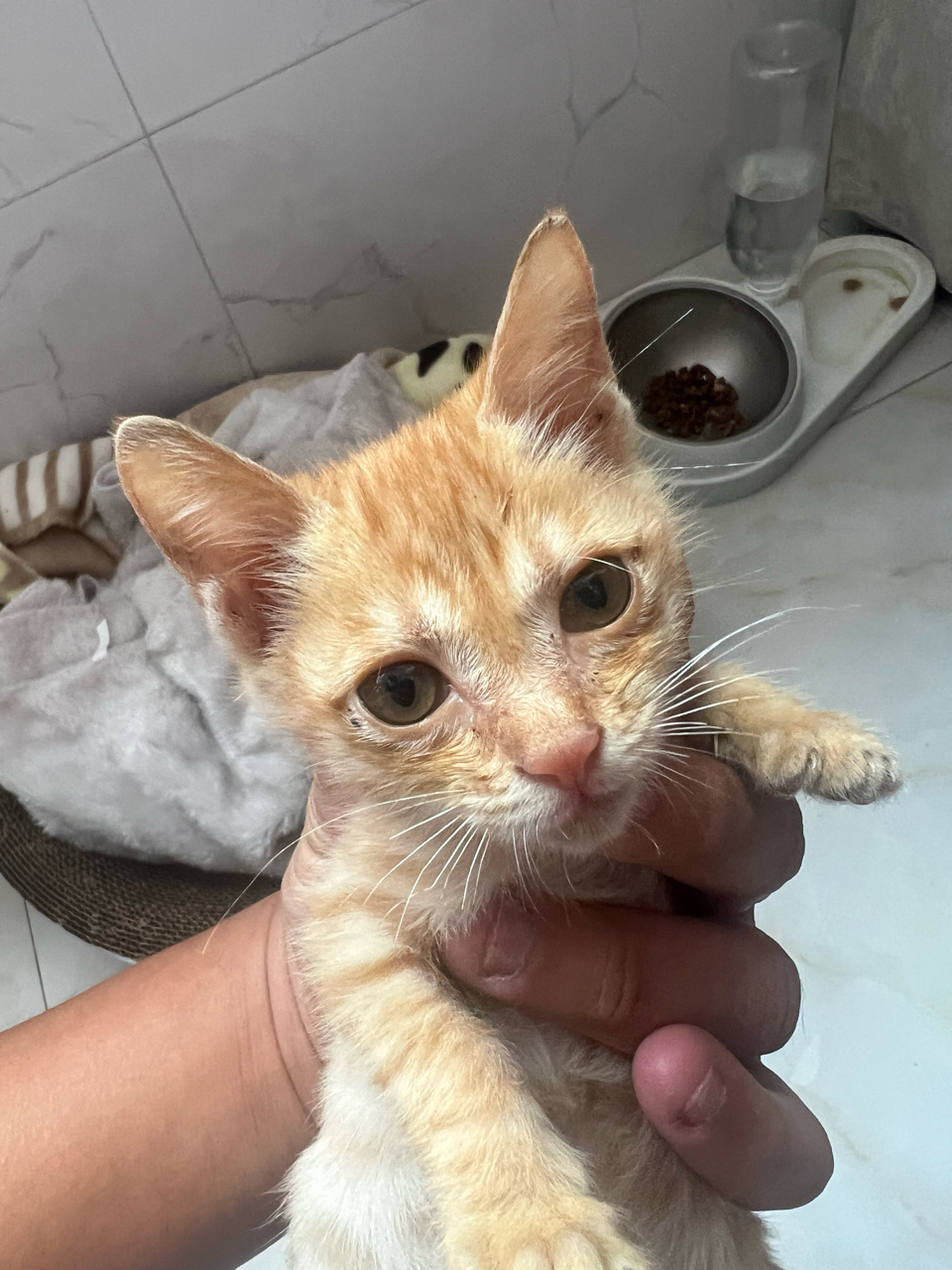 [晒猫氵]煤气罐养成计划day0 NGA玩家社区