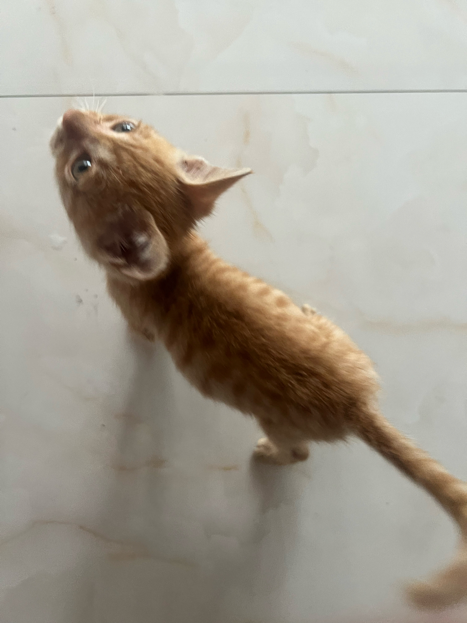 [晒猫氵]煤气罐养成计划day0 NGA玩家社区