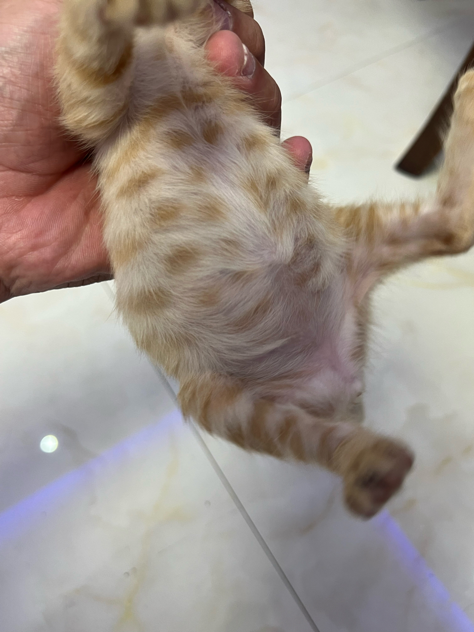 [晒猫氵]煤气罐养成计划day0 NGA玩家社区