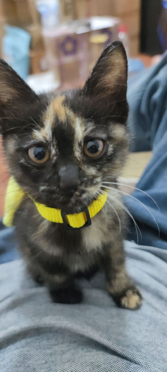 [萌新欢迎] [一档团无早场全天fa团] [团员募集] [26/30]水团招募，高胜，保2500，不拉闸猫猫团招募！气氛活跃，福利满满！！26=4 NGA玩家社区