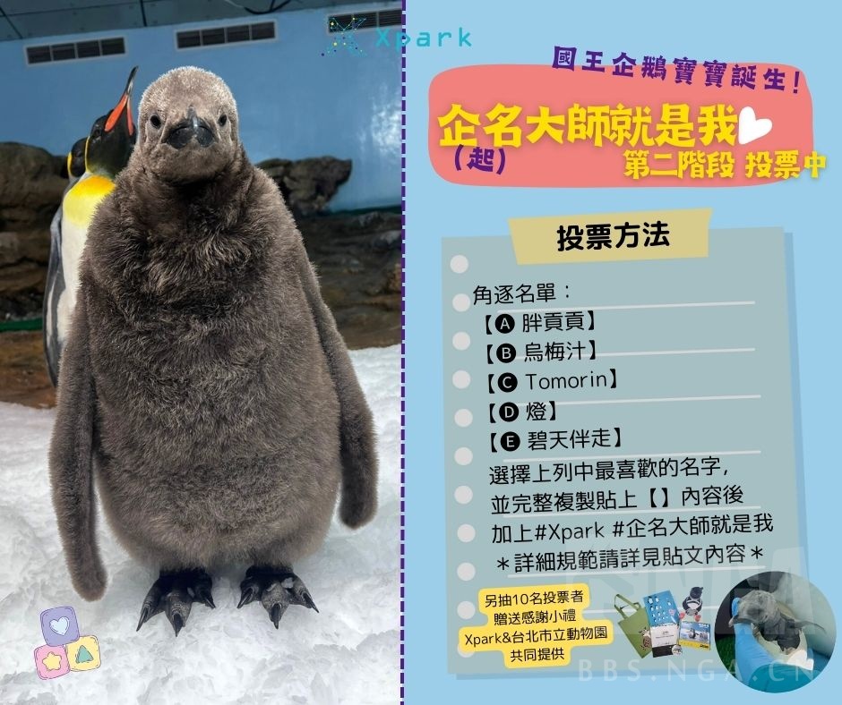 台湾Xpark水族馆的企鹅宝宝，通过投票最终定名为'Tomorin' NGA玩家社区