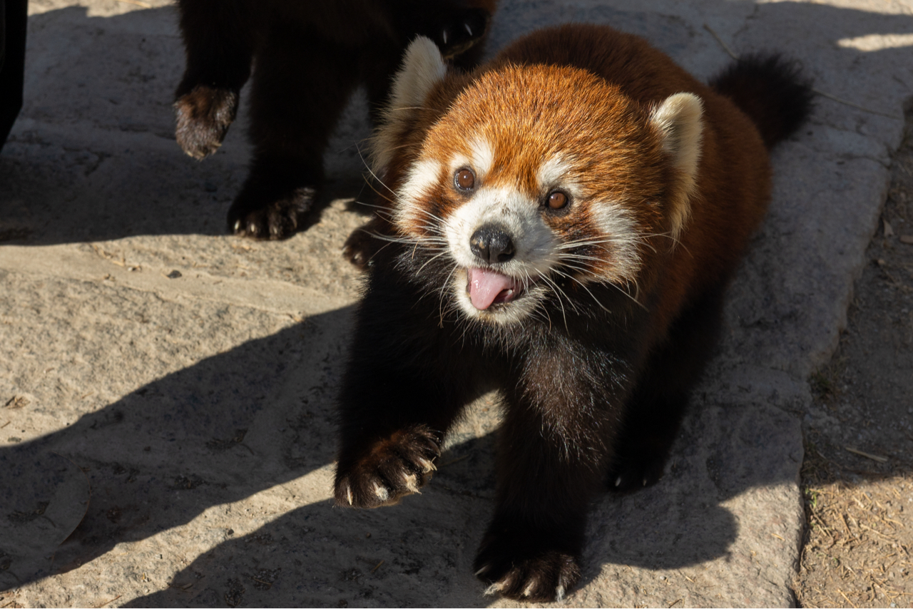 a7C2总算到手了，随便拍两张 NGA玩家社区