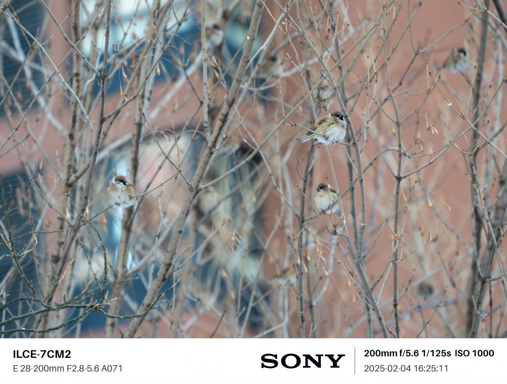 A7C2 +28200 简单打个鸟和月亮 NGA玩家社区