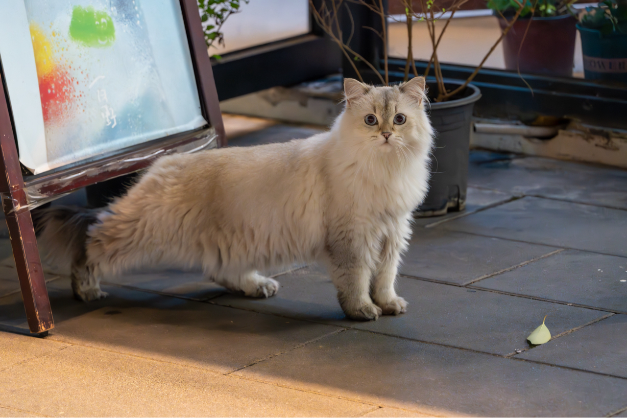 a7c2到手了，要不要买2070很犹豫 NGA玩家社区