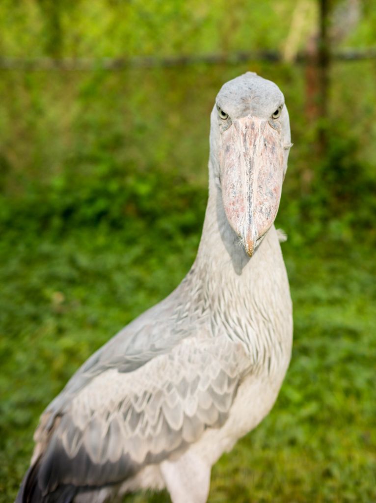 a7r5+720打鸟初体验 NGA玩家社区