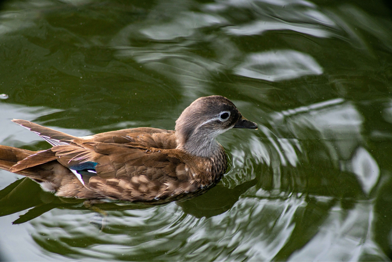 a7r5+720打鸟初体验 NGA玩家社区