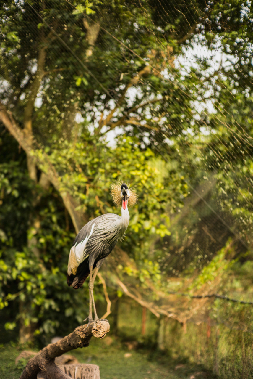 a7r5+720打鸟初体验 NGA玩家社区