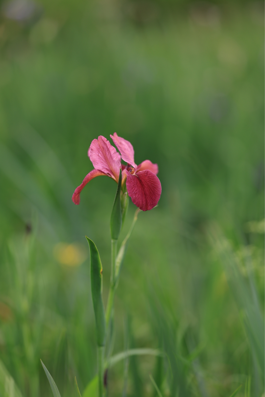 参考各位摄影kol的商单简单云评一下35lab：很强但是没那么强 NGA玩家社区