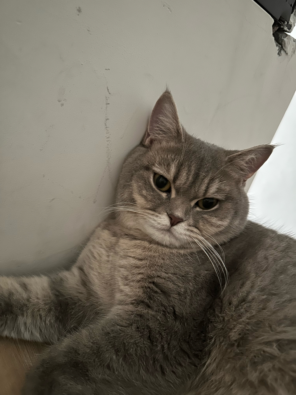 有没有用 iPhone 浏览 nga 的朋友 NGA玩家社区