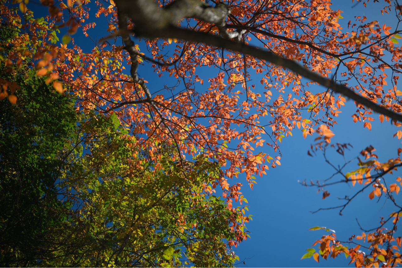 新手入门 xm5买不到 NGA玩家社区