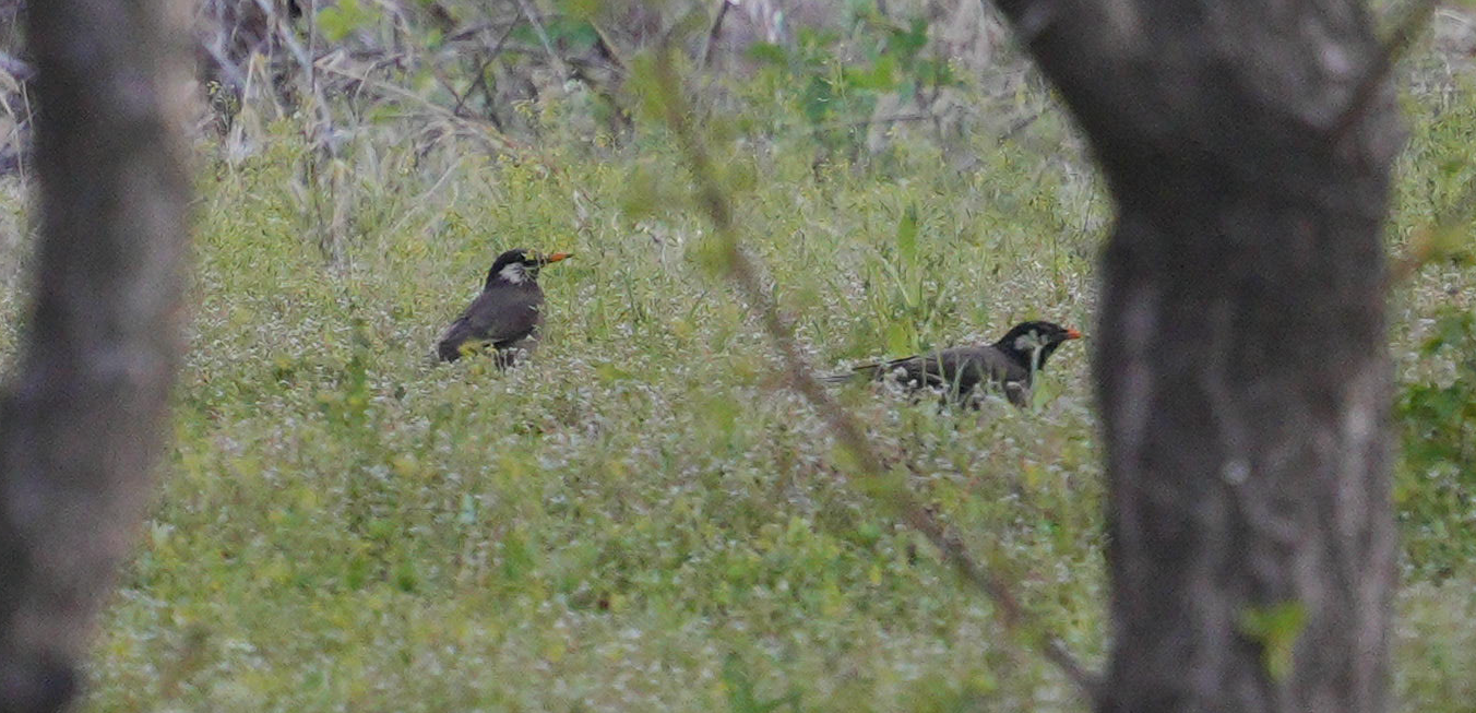 28200极限拍鸟 NGA玩家社区