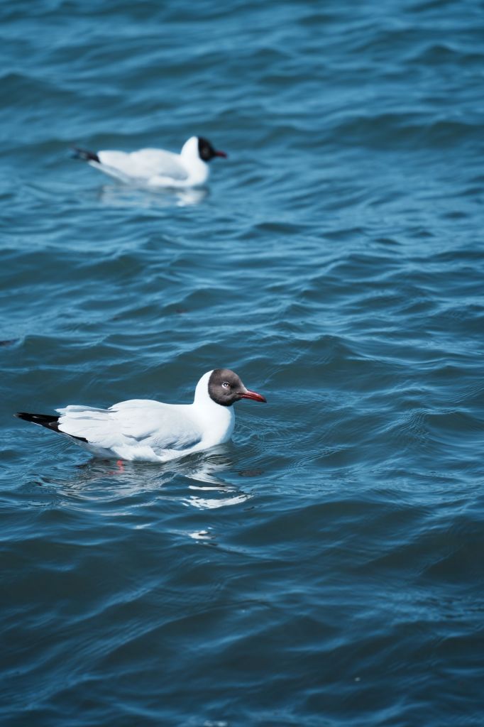 新手青海湖打鸟A7C2+28-200 NGA玩家社区