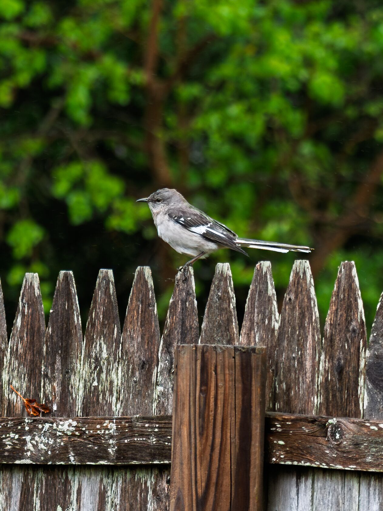 28200极限拍鸟 NGA玩家社区
