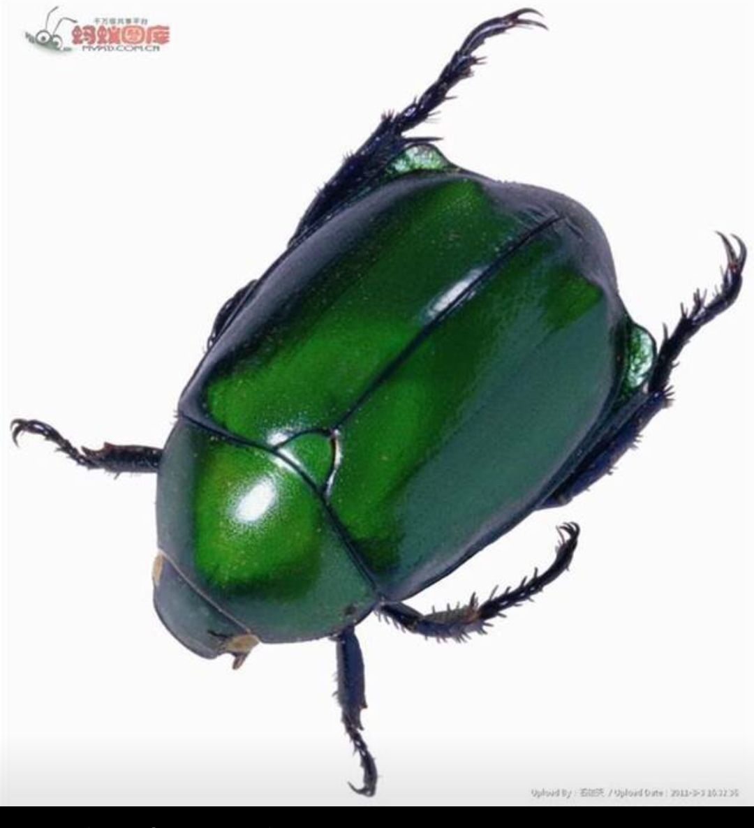 小米YU7新配色公布：宝石绿 NGA玩家社区